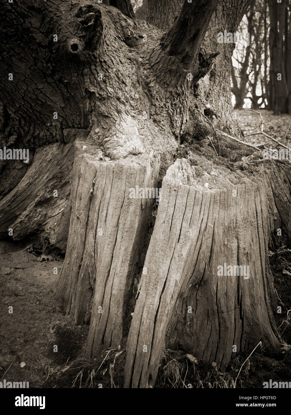 An old dead trees bark hi-res stock photography and images - Alamy