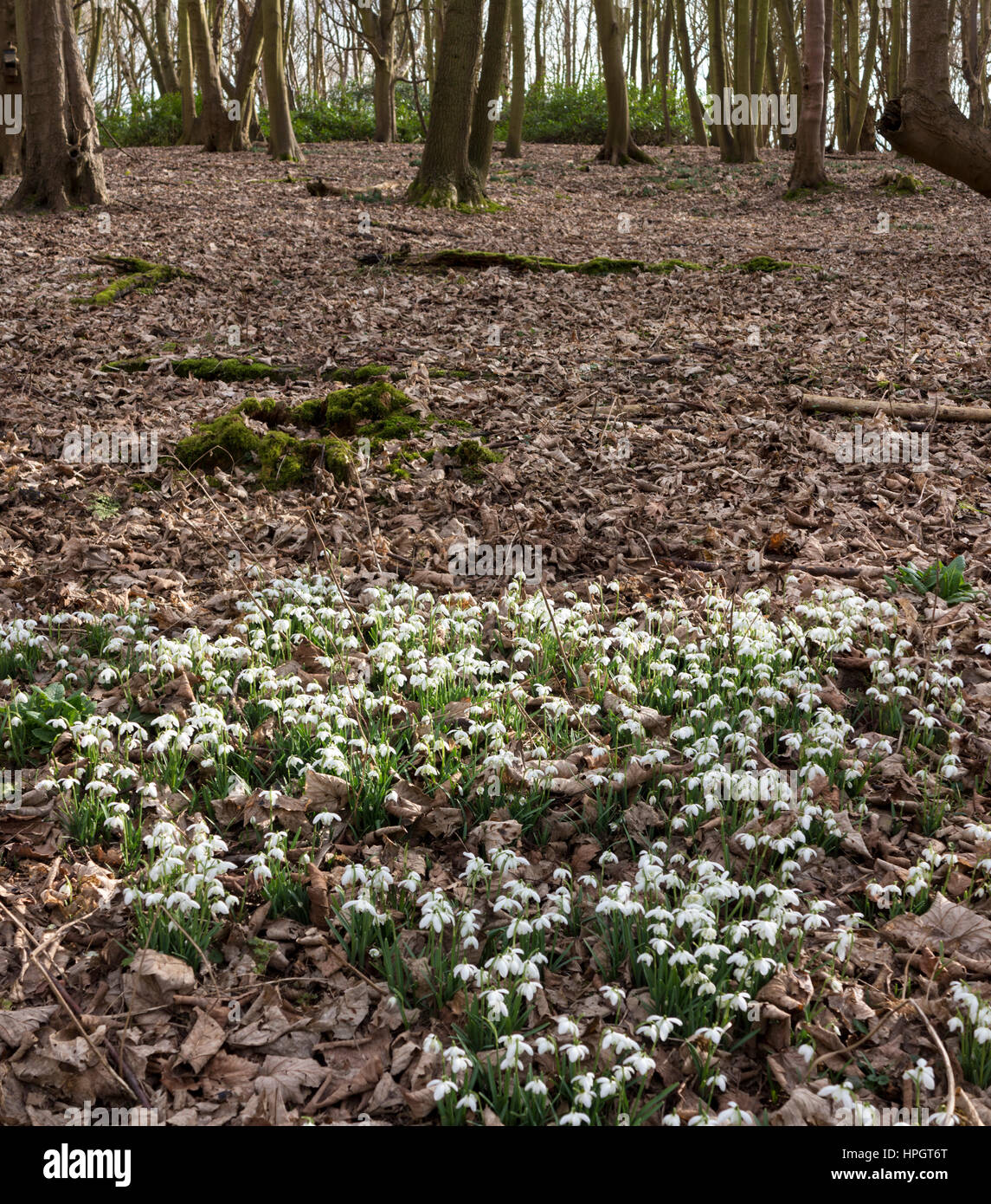 Large snowdrops hi-res stock photography and images - Alamy