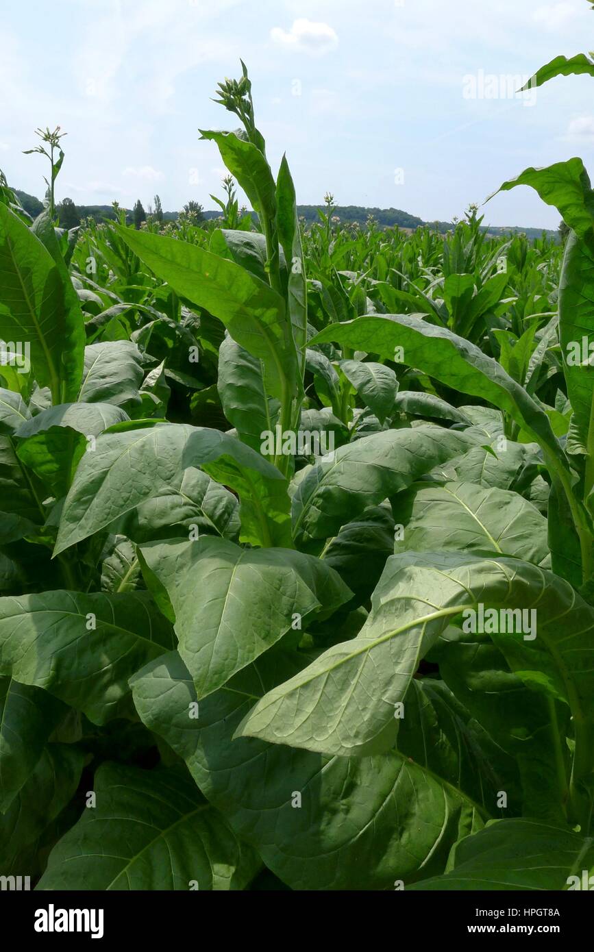 Tobacco plant hi-res stock photography and images - Alamy