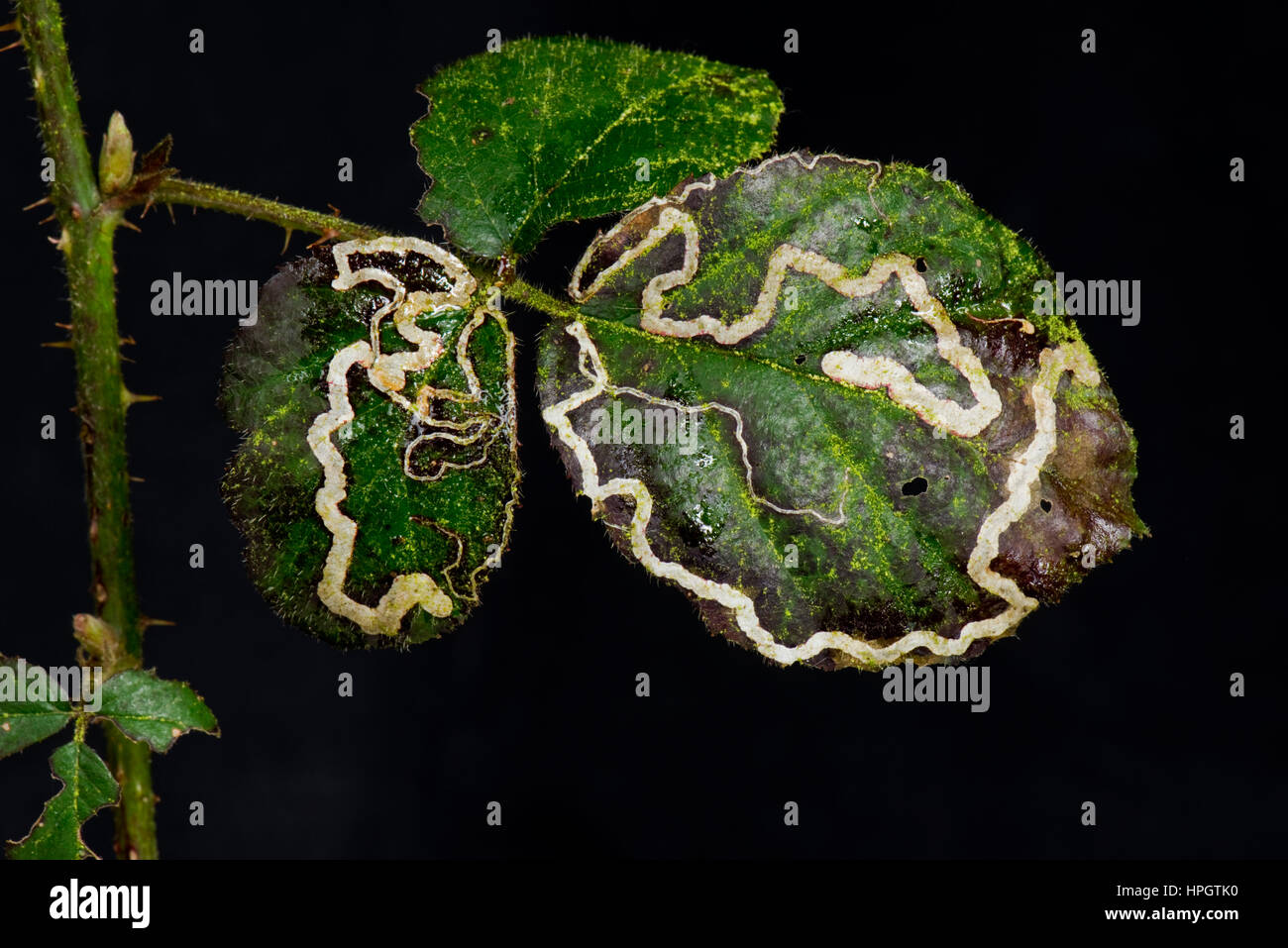 Leaf mines of a bramble leafminer moth, Stigmella aurella, residual ...