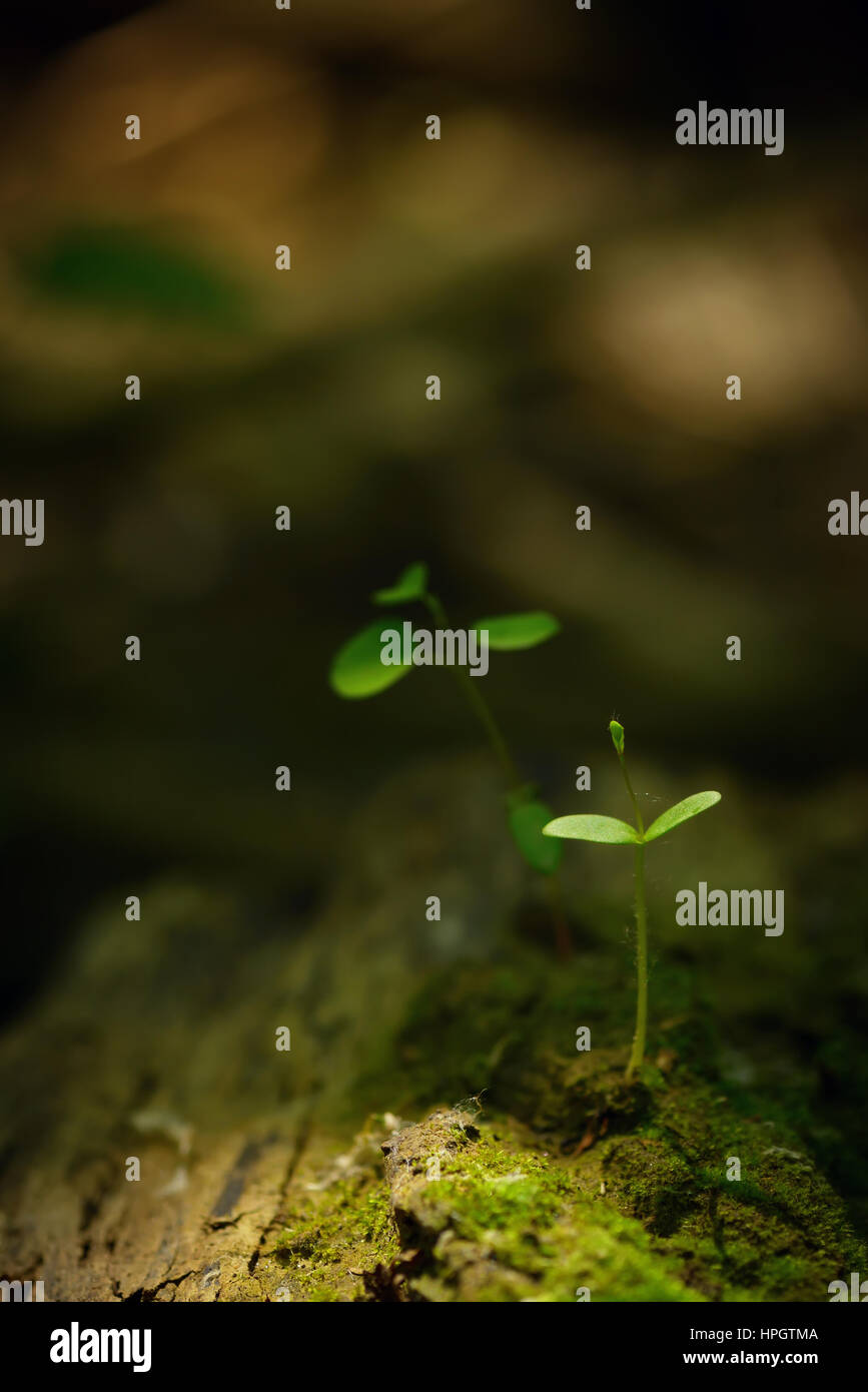 New life - plant stem growing Stock Photo - Alamy