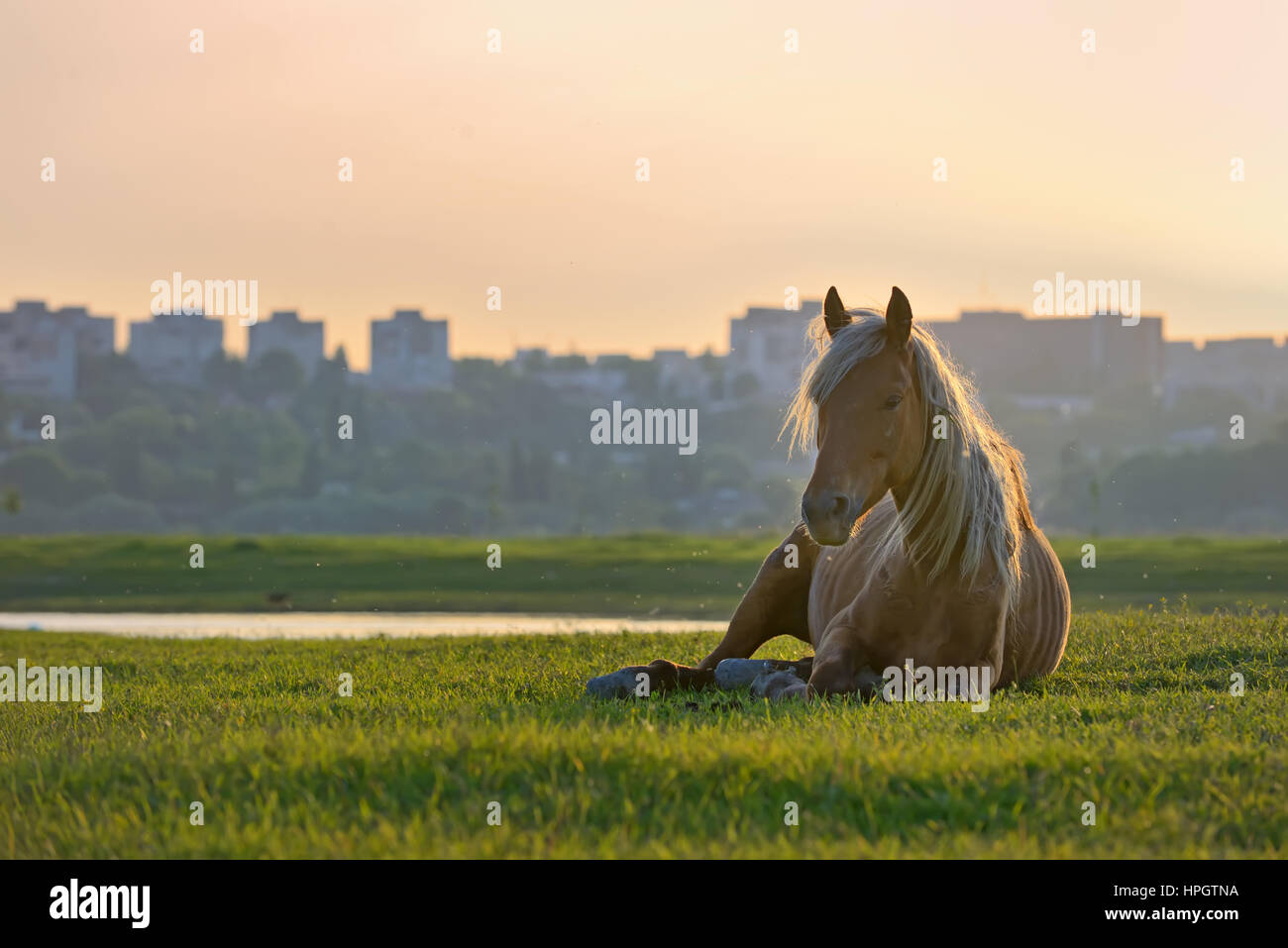 Horse sitting down hi-res stock photography and images - Alamy