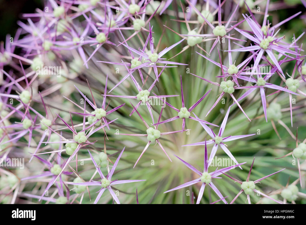 Allium flower closeup, a monocotyledonous flowering plant cultivated in ...