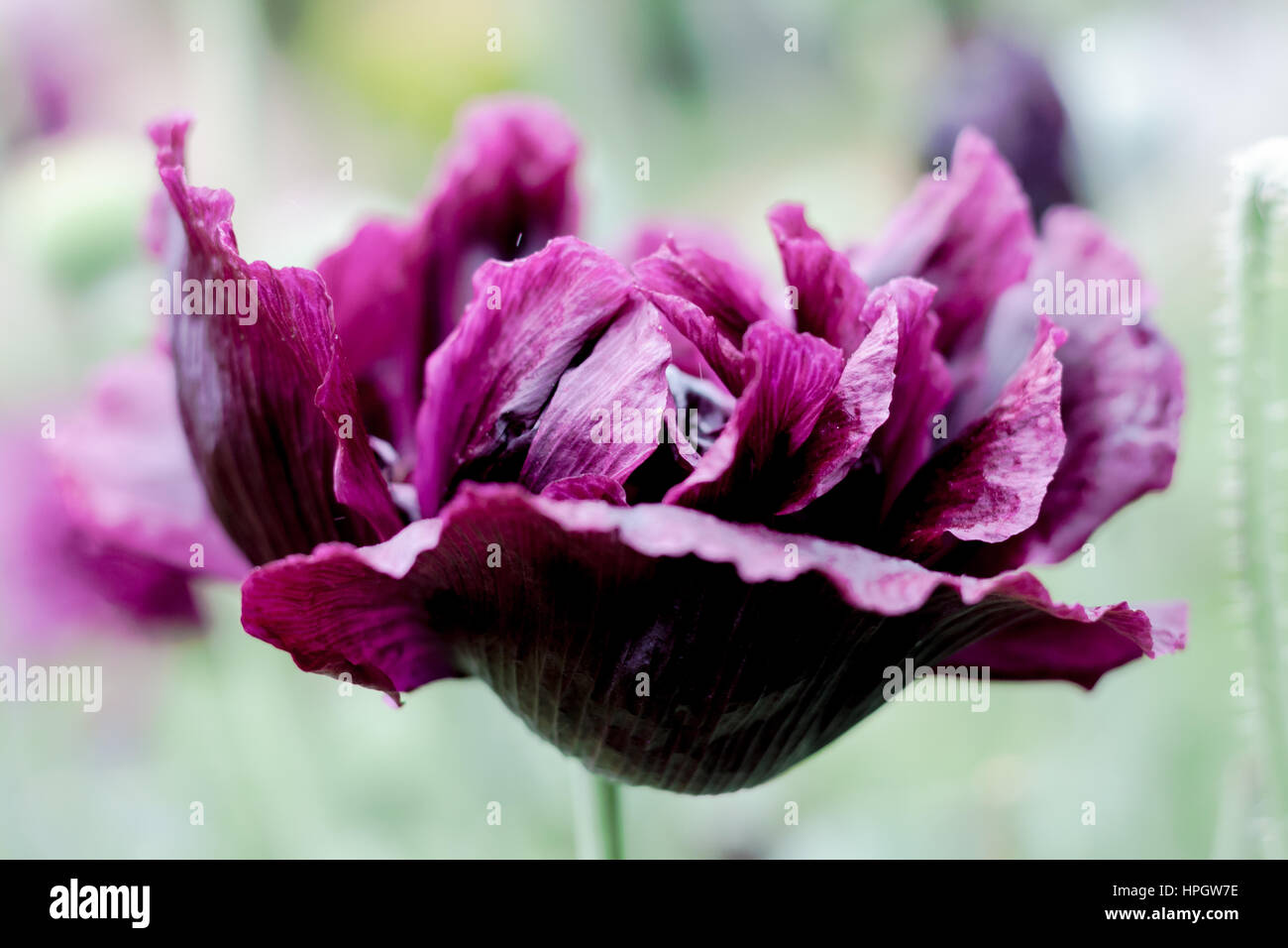 Black peony poppy (Papaver somniferum) flower closeup in full bloom and ...