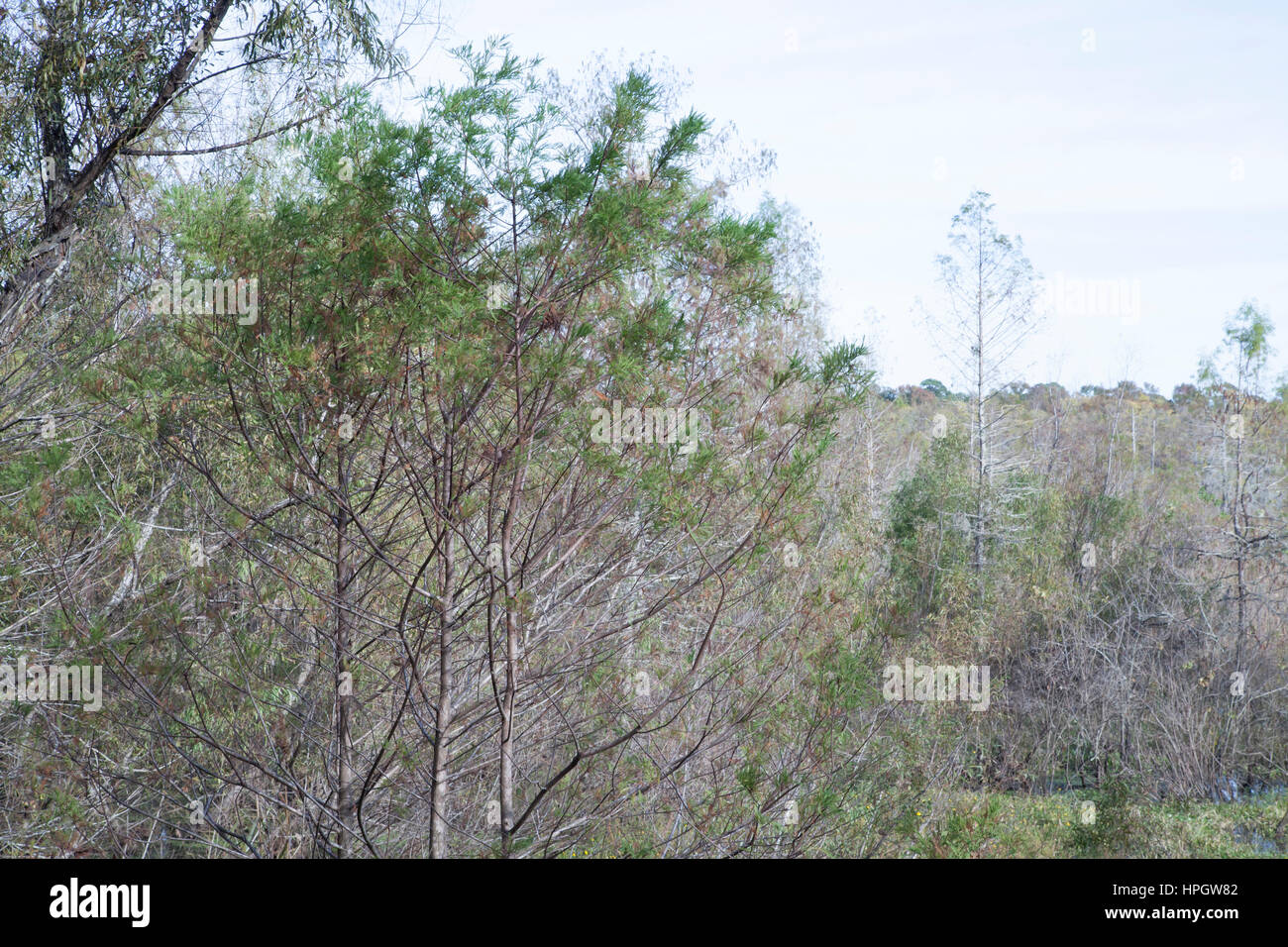 Close up of autumn trees in a forest Stock Photo - Alamy