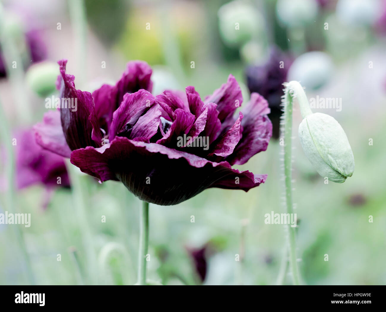 Black peony poppy (Papaver somniferum) flower closeup in full bloom and ...