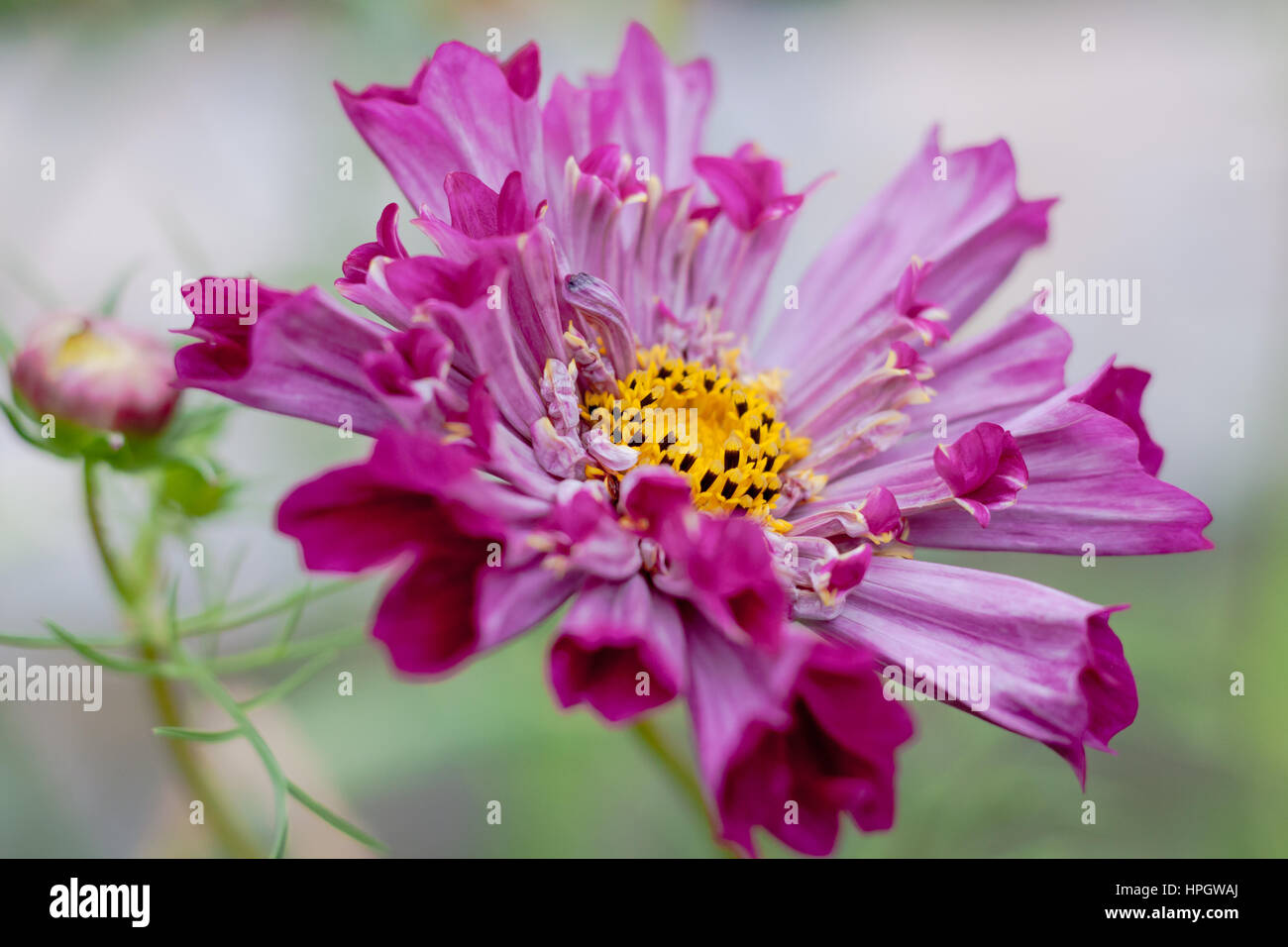 Pink fluted flower hi-res stock photography and images - Alamy