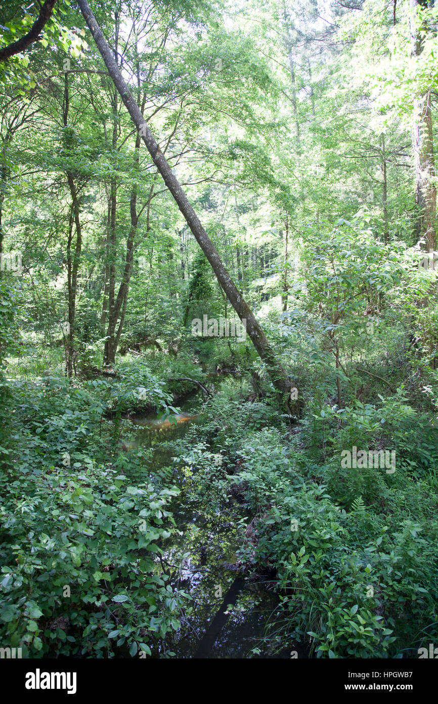 Thick foliage and a fallen tree deep in the forest Stock Photo - Alamy