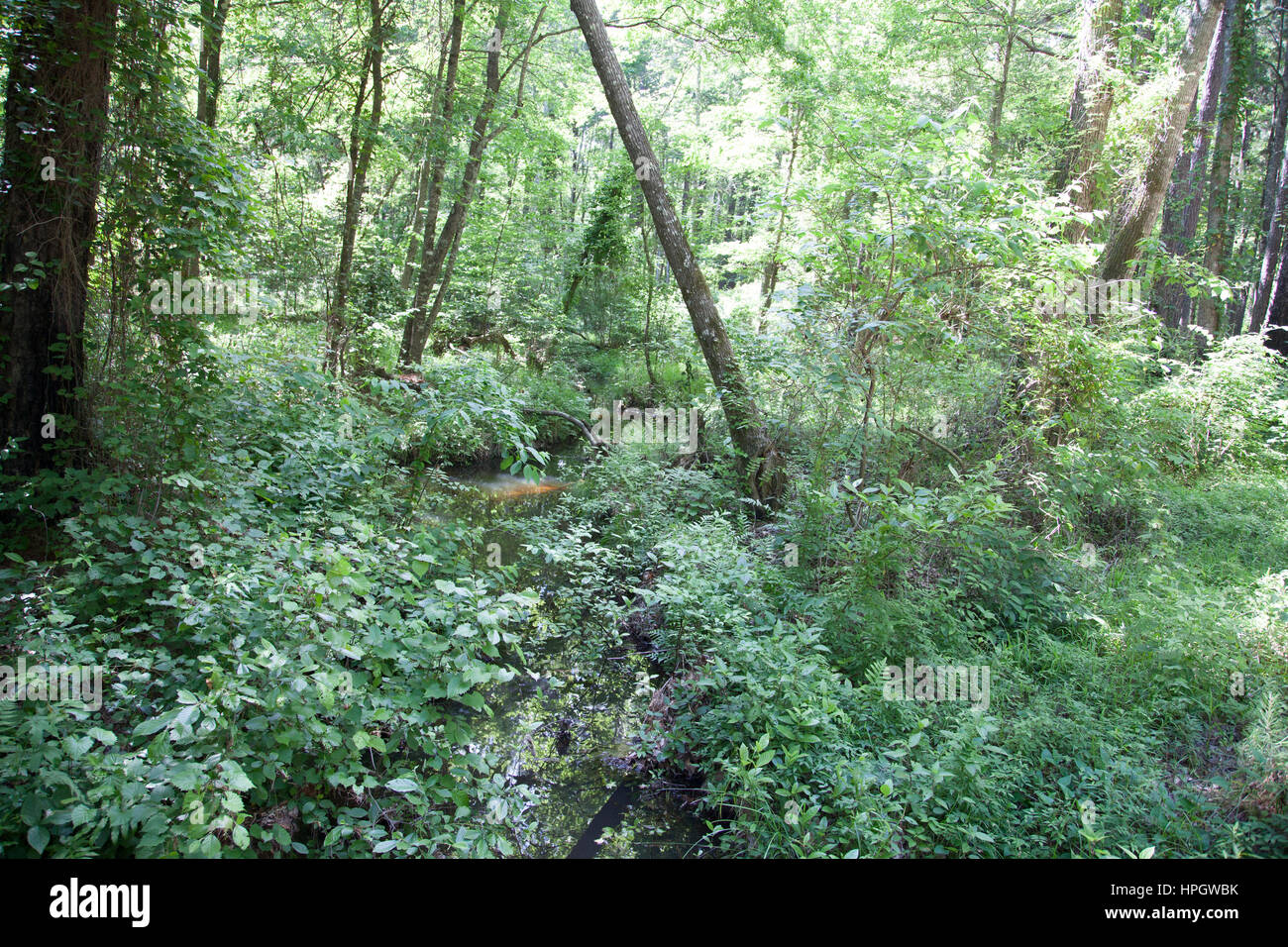 Thick foliage and a fallen tree deep in the forest Stock Photo - Alamy