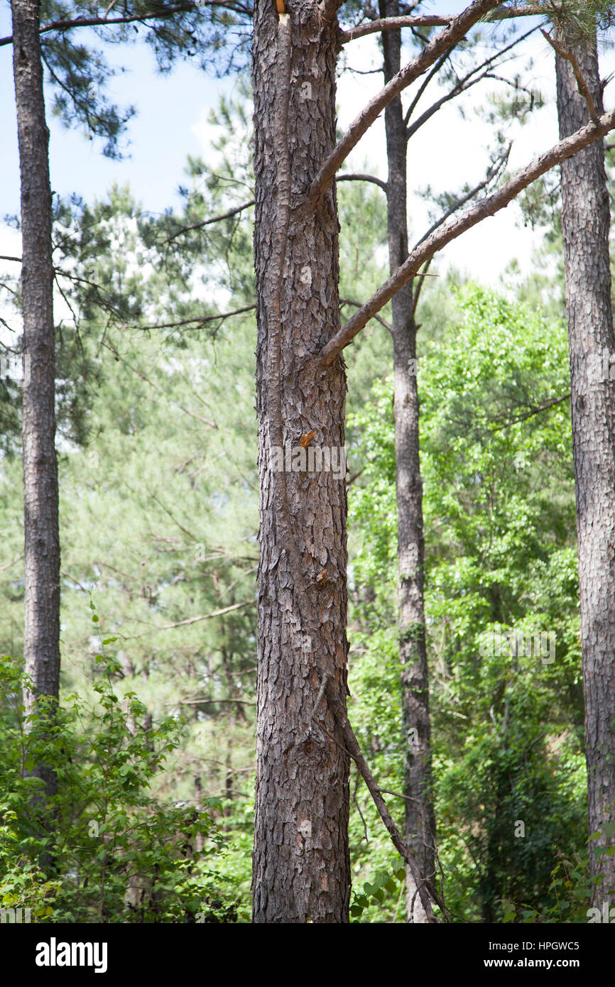 Close up of trees deep in the woods Stock Photo - Alamy