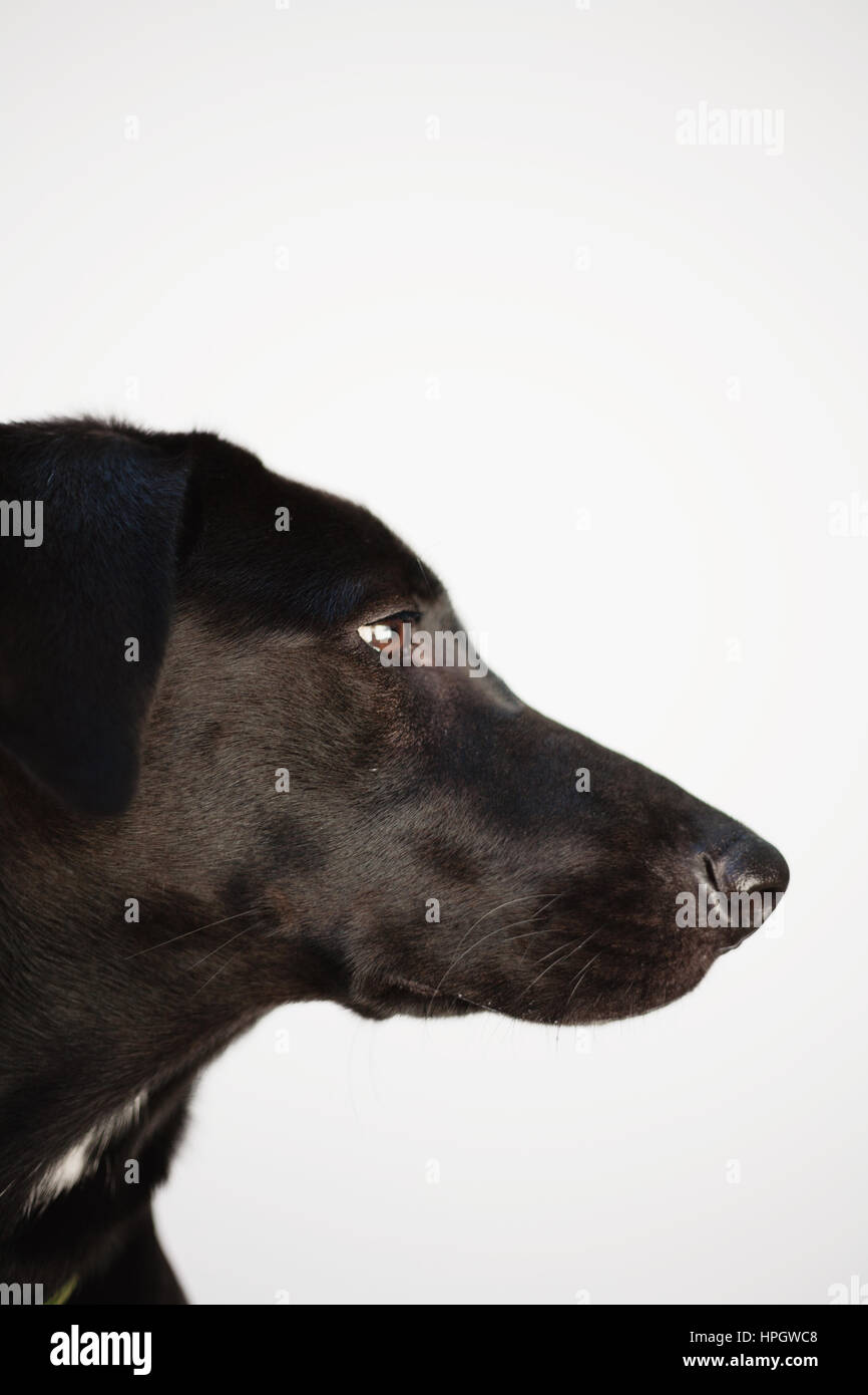 Side profile of black lab hi-res stock photography and images - Alamy