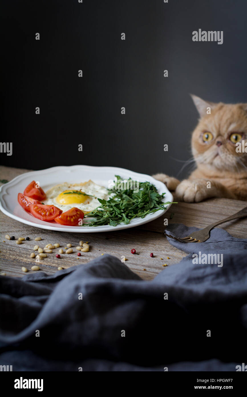 Funny cat sneaking on breakfast plate with fried sunny side up egg ...