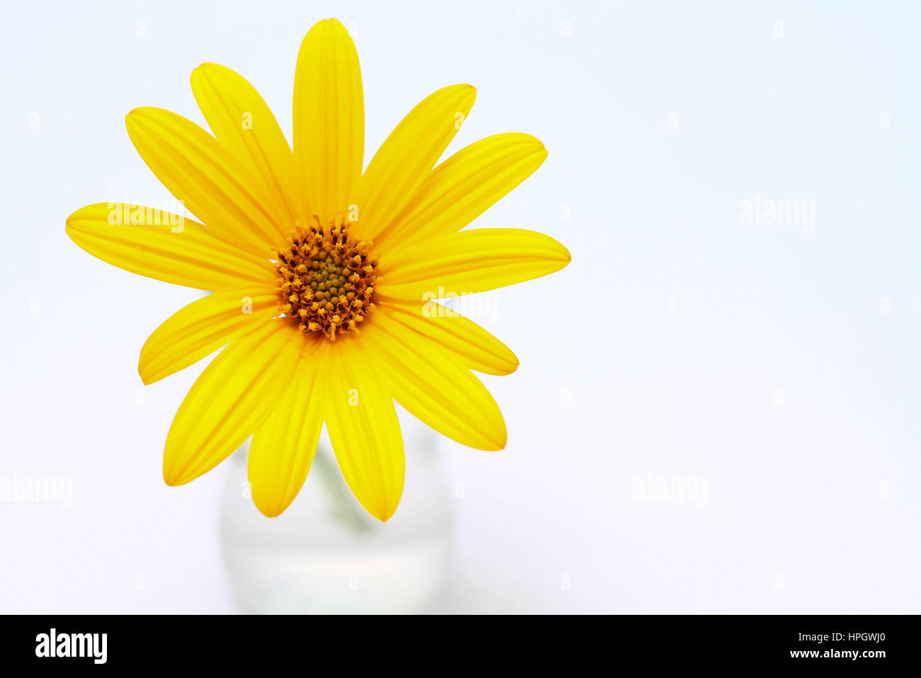 yellow flower isolated on white background Stock Photo - Alamy