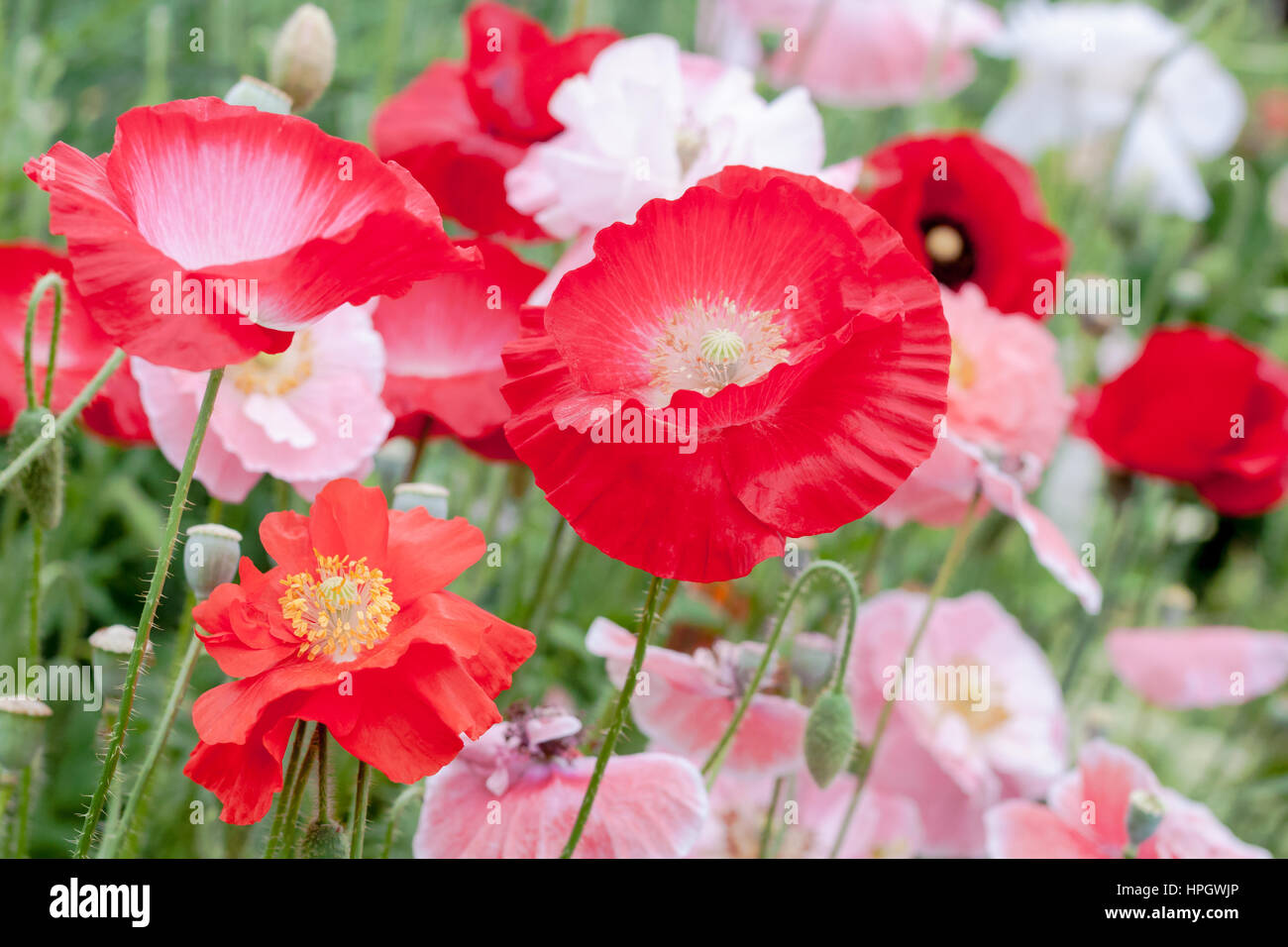 Red, white and pink Poppy flowers (Papaveraceae) growing in a garden ...