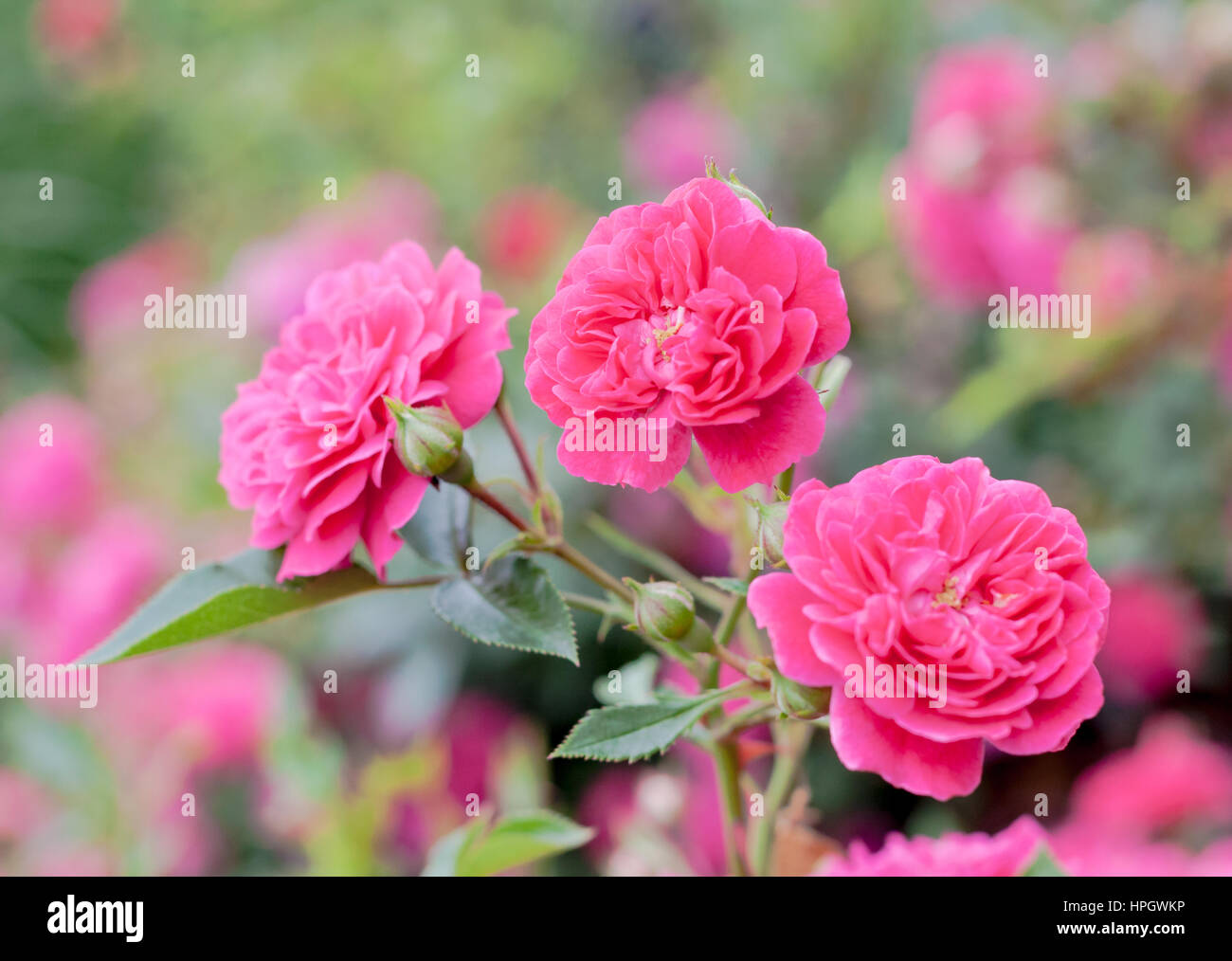 Pink Roxy Shrub Rose (Sunrosa) flowers in garden with soft background ...