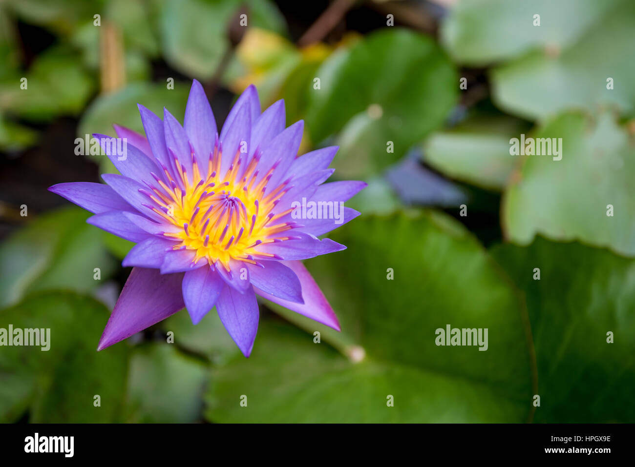 Blue lotus or Nymphaea caerulea on the pond Stock Photo - Alamy