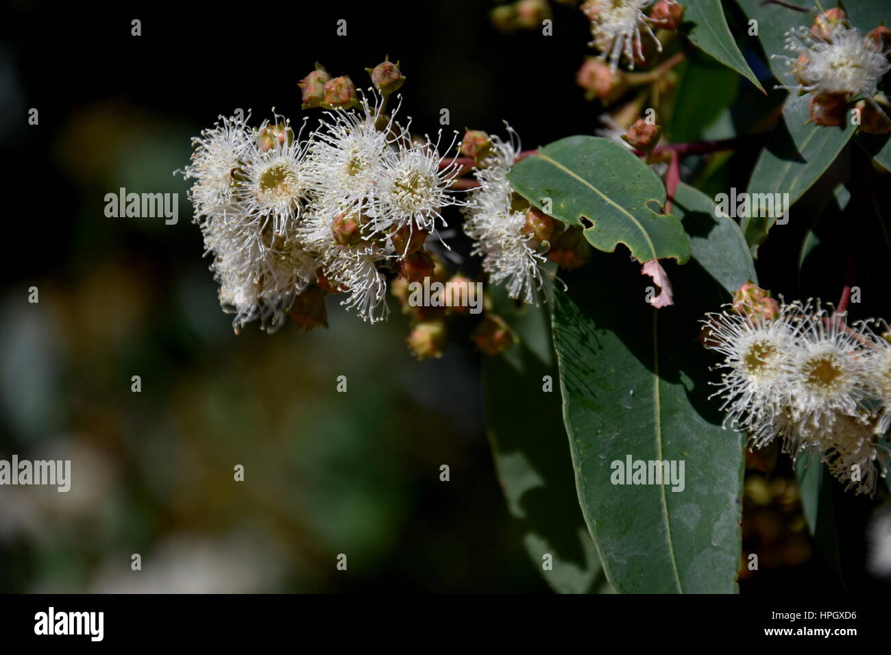 Angophora hispida hi-res stock photography and images - Alamy