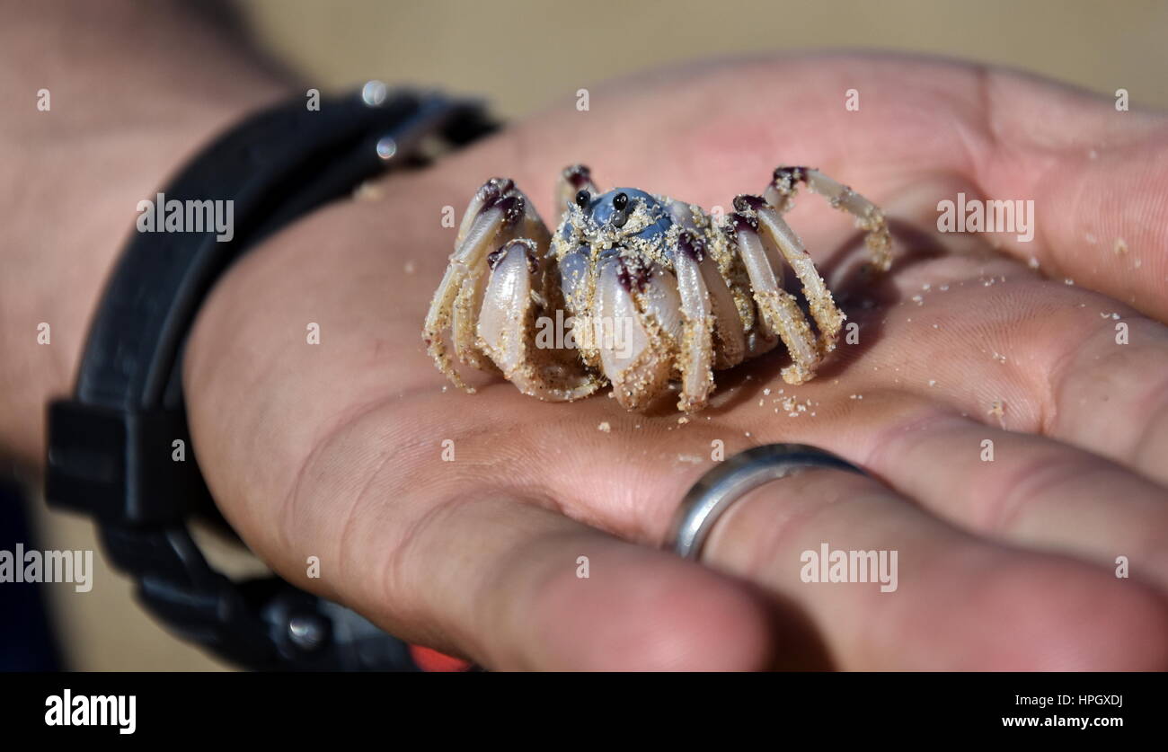 Crab in man's hand. A Small Crab on the Sand Beach. Blue crab ...