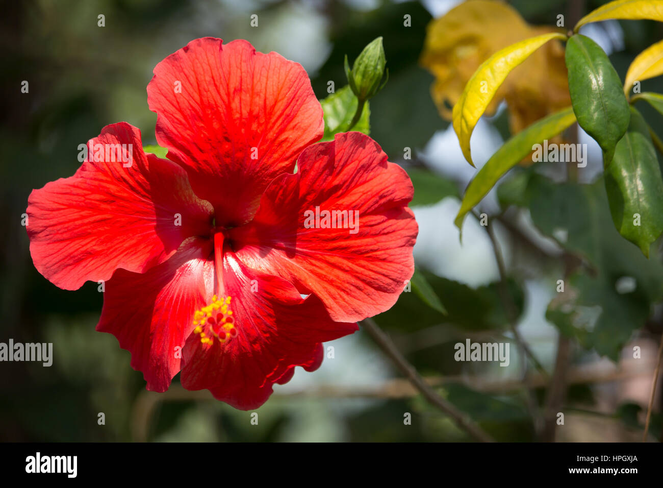 Close up of red Hibiscus rosa-sinensis or Brilliant with green leaf ...