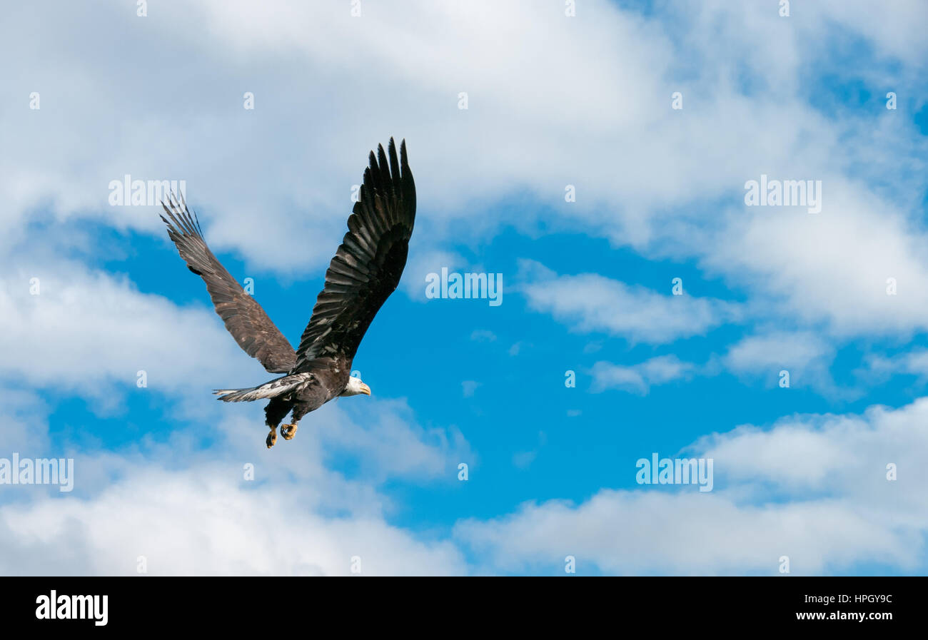 Rising eagle hi-res stock photography and images - Alamy