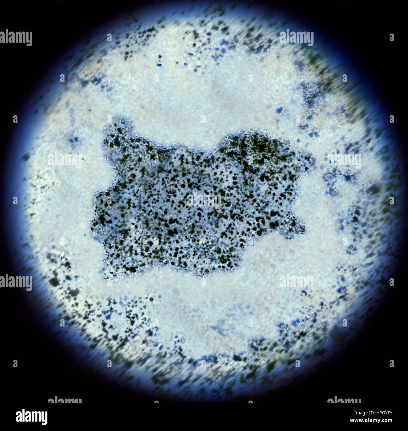 A simulated view through a microscope on bacterias in the shape of ...