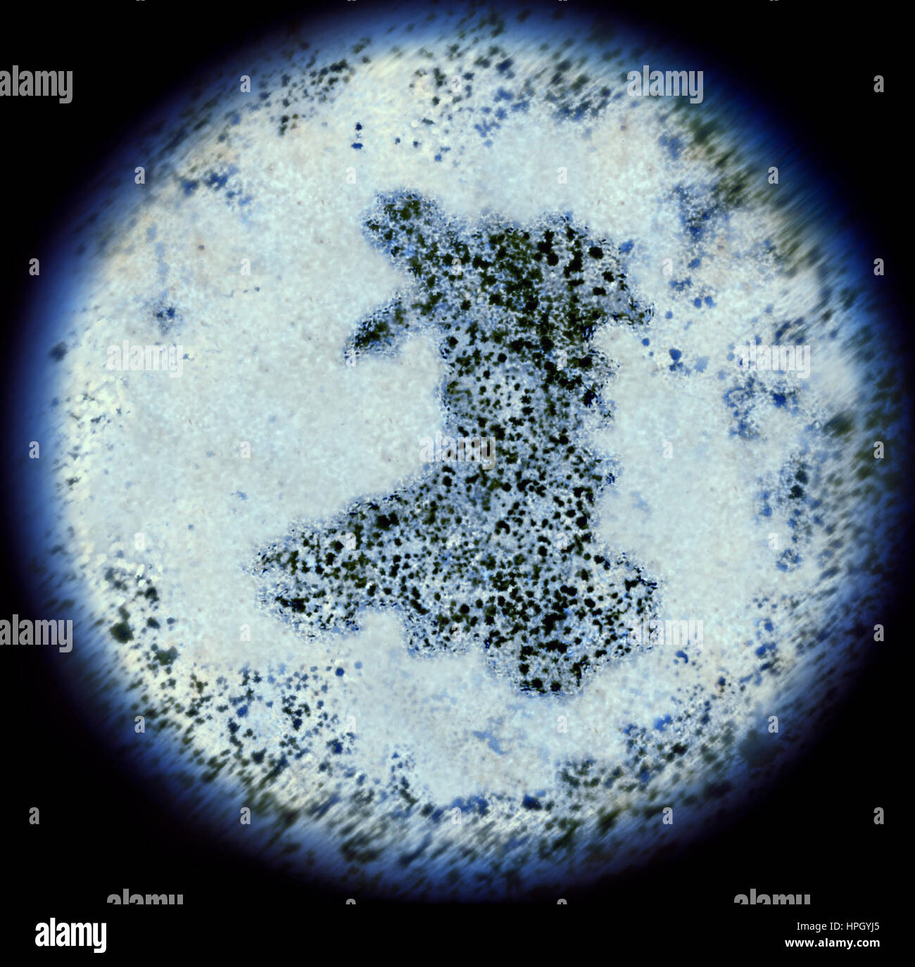 A simulated view through a microscope on bacterias in the shape of ...