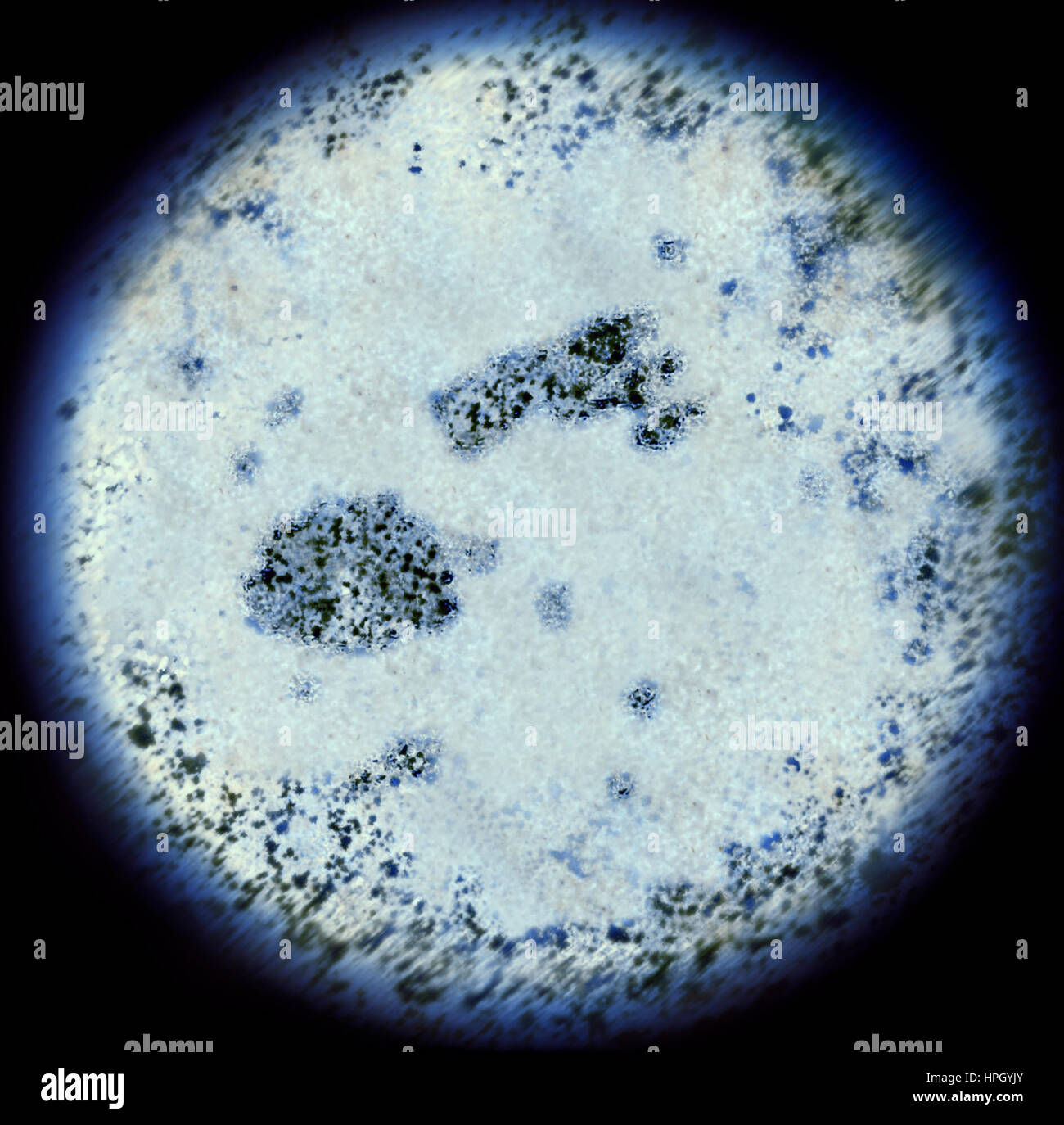 A simulated view through a microscope on bacterias in the shape of Fiji ...