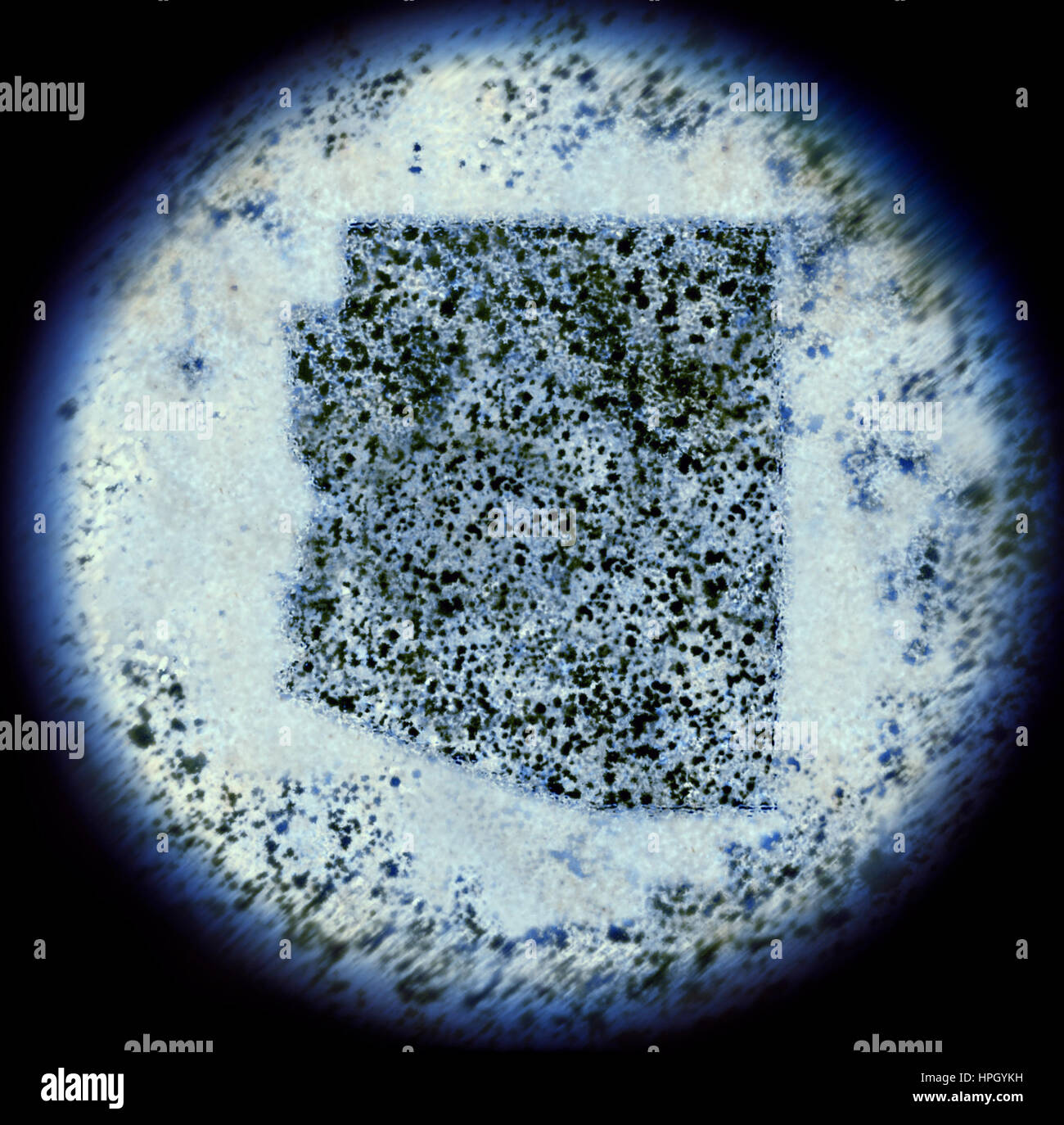 A simulated view through a microscope on bacterias in the shape of ...