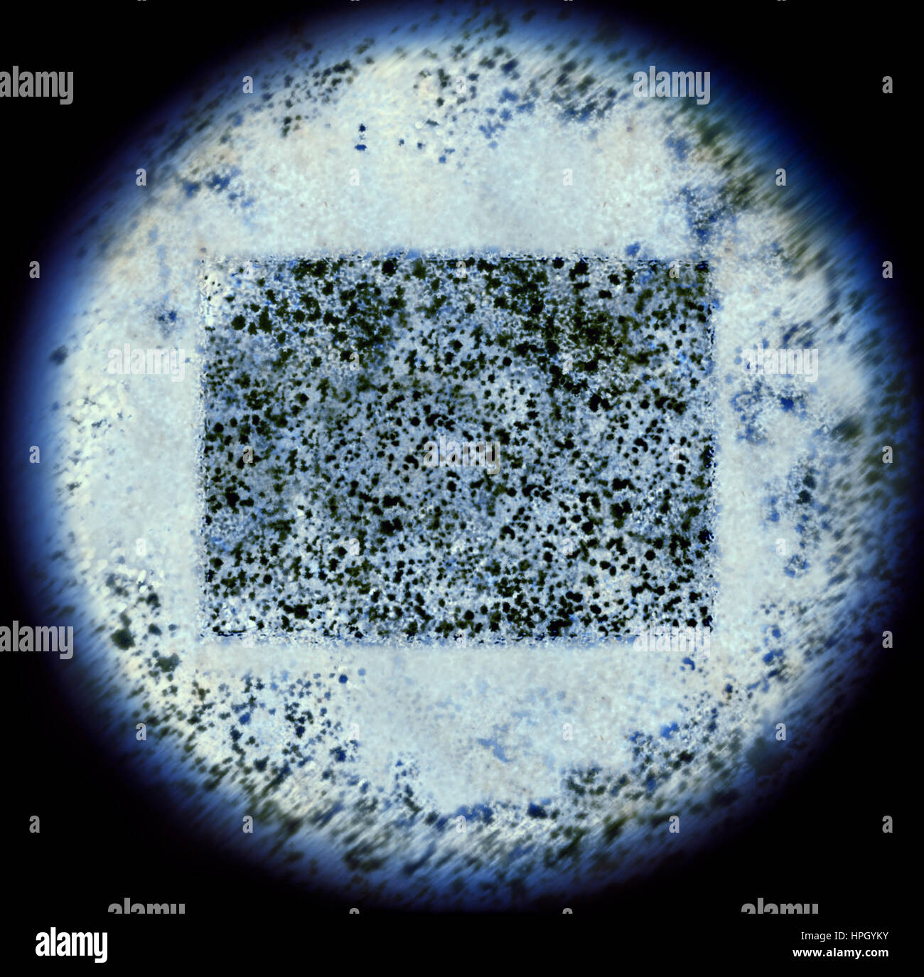 A simulated view through a microscope on bacterias in the shape of ...