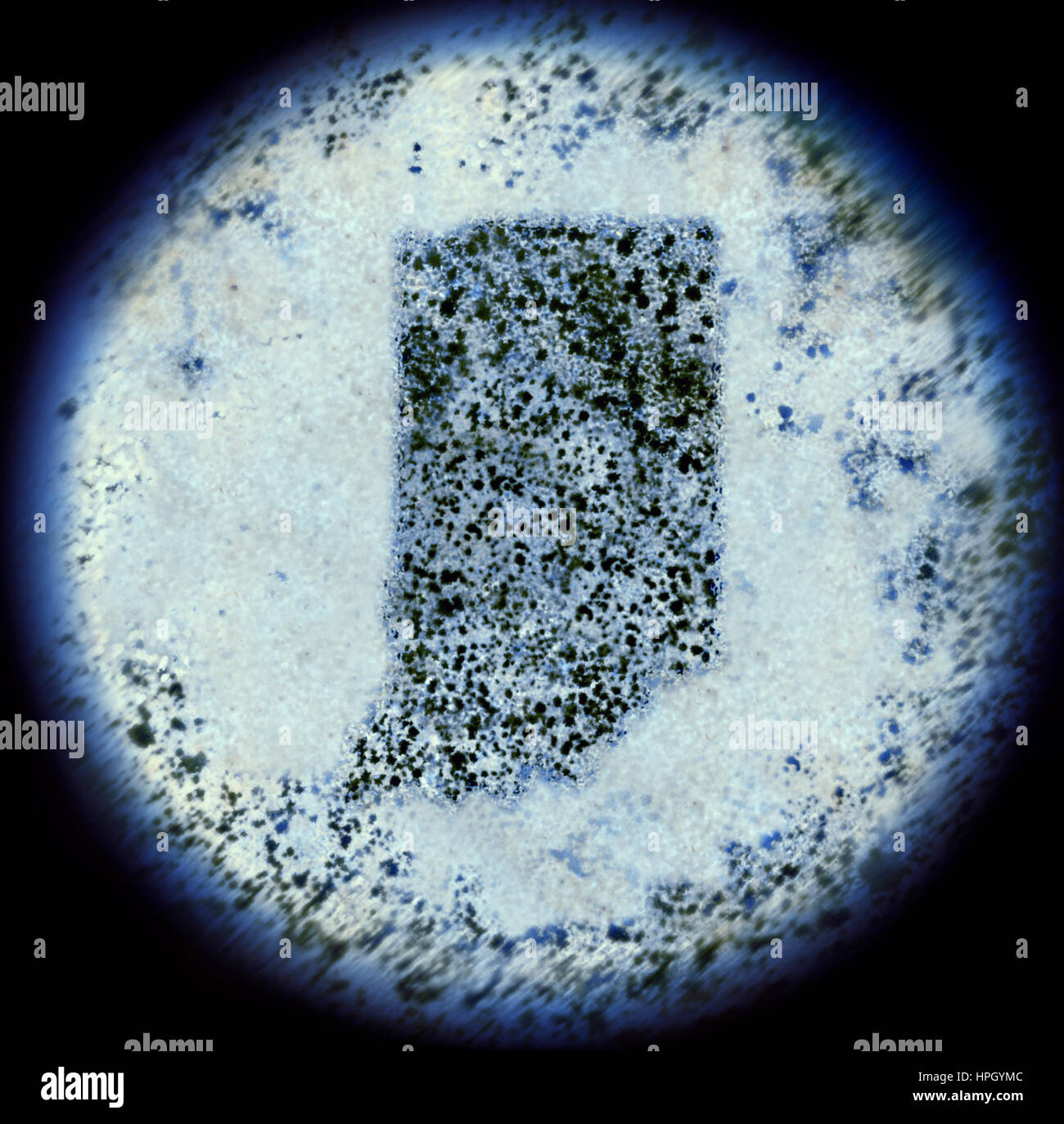 A simulated view through a microscope on bacterias in the shape of ...