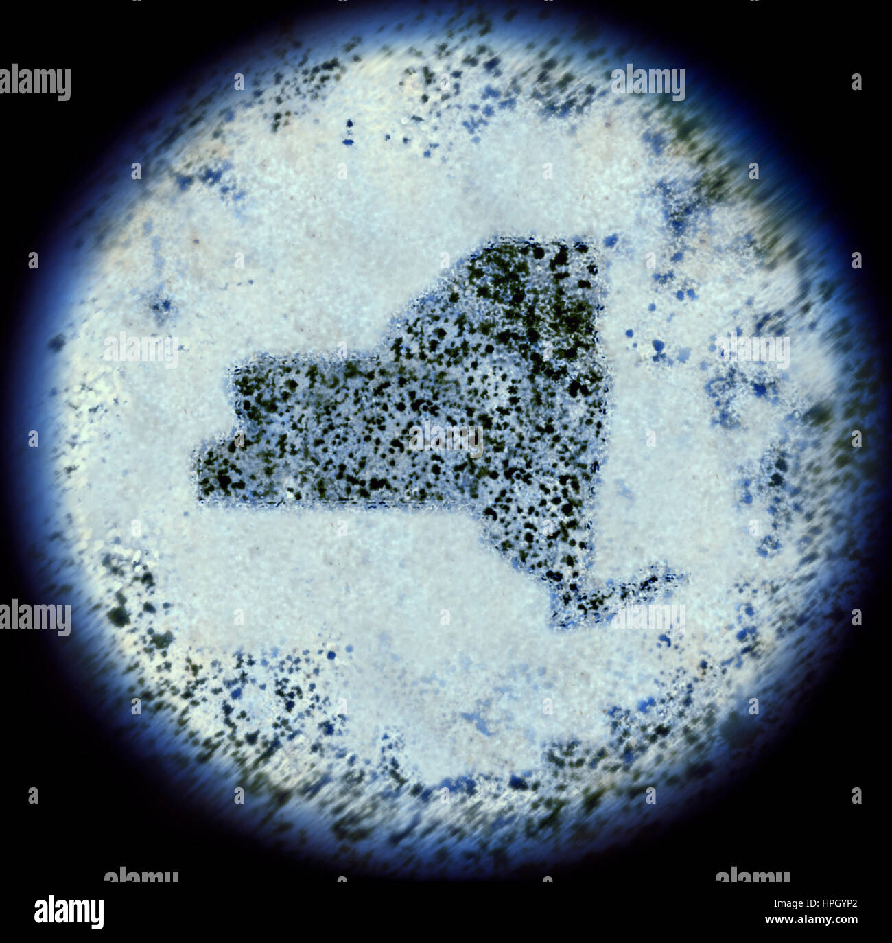 A simulated view through a microscope on bacterias in the shape of New ...