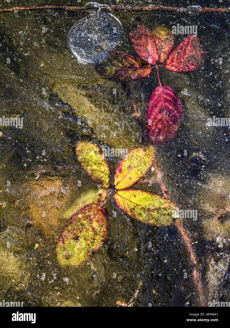 Frozen pond with leaves Stock Photo - Alamy