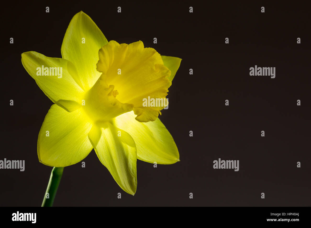 Close up image of yellow daffodil with back lighting on a black ...