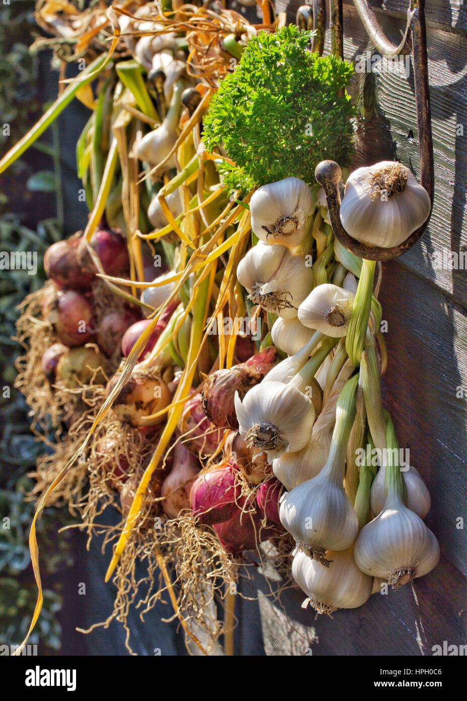 home grown garlic drying in the sun Stock Photo - Alamy