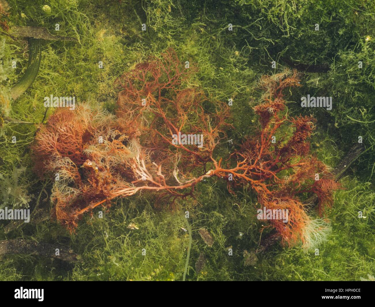 Algae in a tide pool on the coast Stock Photo - Alamy