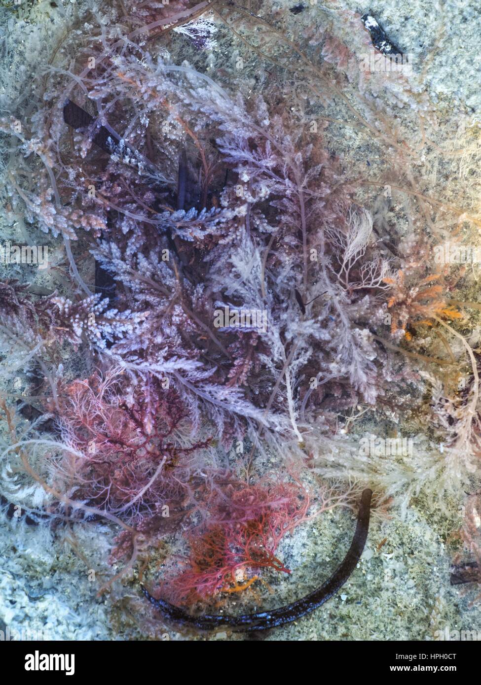 Algae in a tide pool on the coast Stock Photo - Alamy