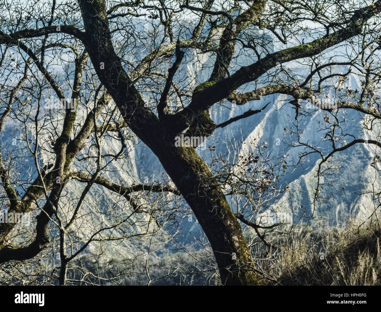 View, through the branches of a tree, of the valley of the badlands ...