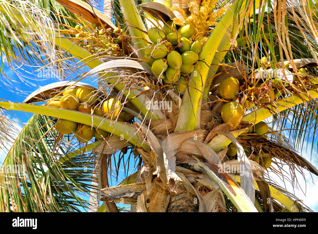 Coconut palm trees perspective view high up. Coconut on Tree over sea ...