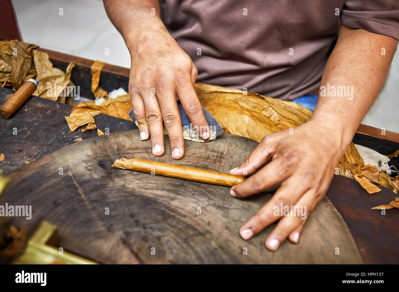Closeup of hands making cigar from tobacco leaves. Traditional ...