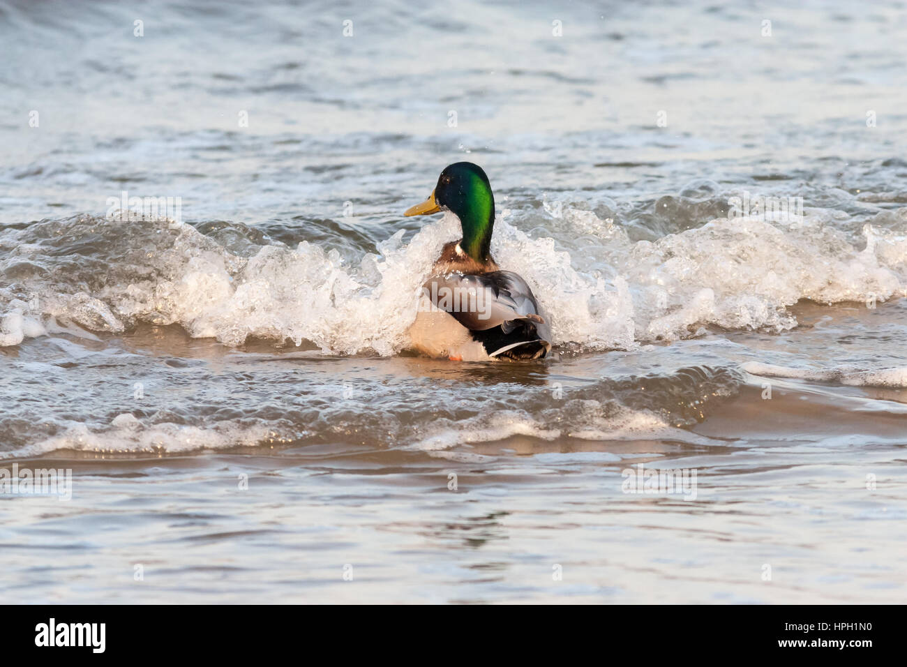 Duck swimming in the sea Stock Photo - Alamy