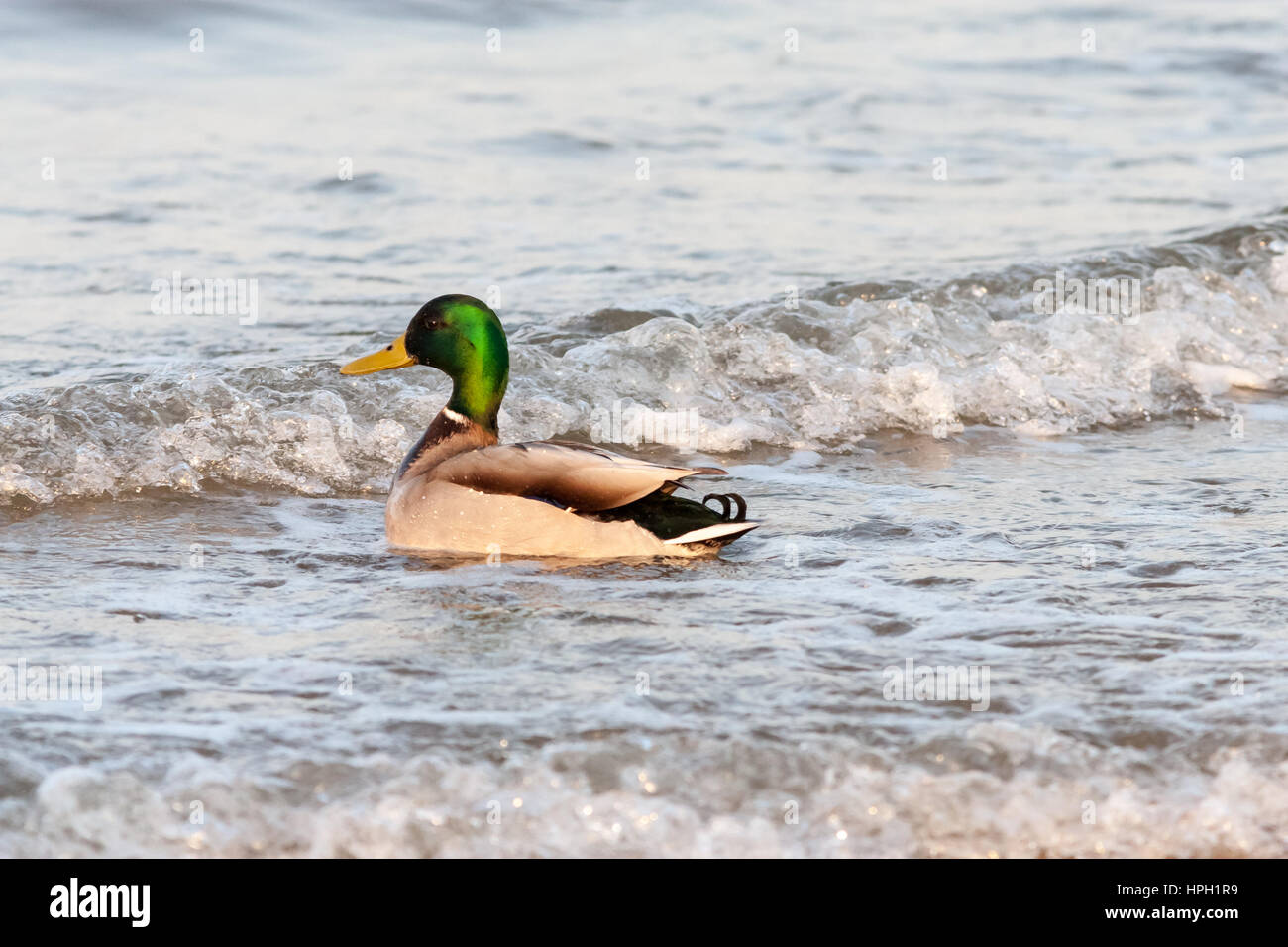 Duck swimming in the sea Stock Photo - Alamy