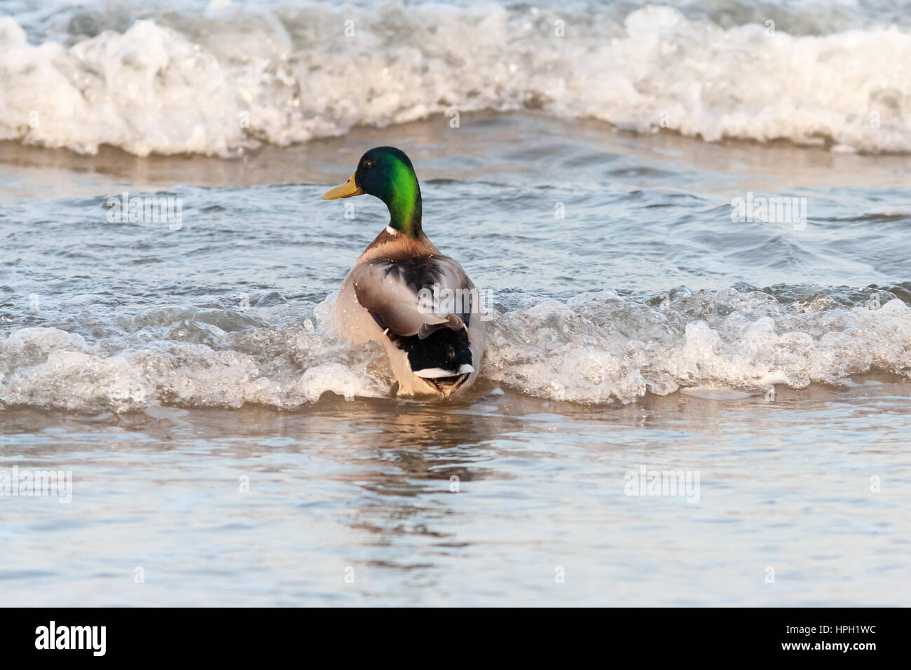 Duck swimming in the sea Stock Photo - Alamy