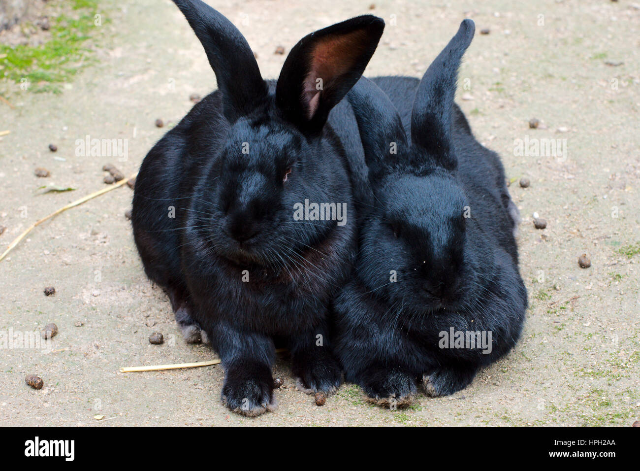 Two black rabbits sitting in the open Stock Photo - Alamy