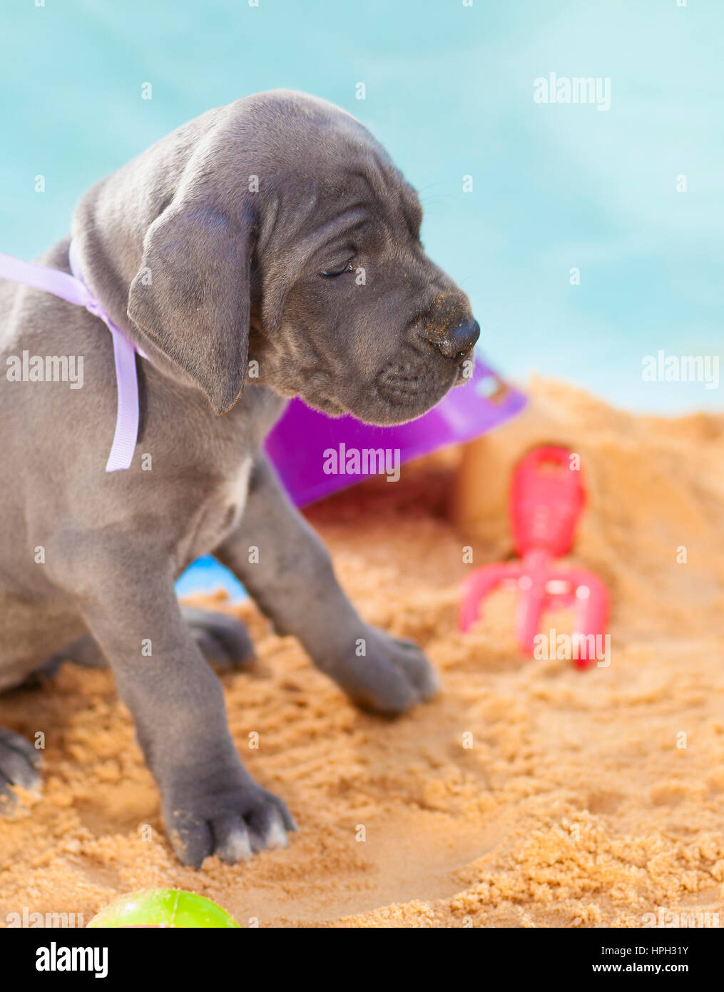 Toys and ball in the sand next to a purebred Great Dane puppy Stock ...