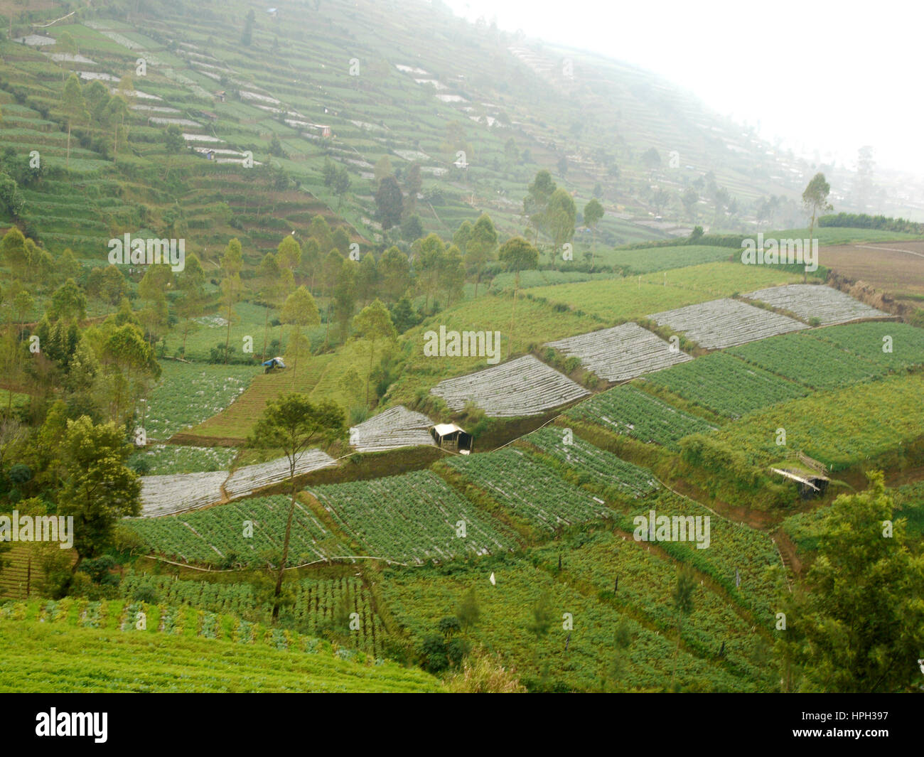 Java island agriculture hi-res stock photography and images - Alamy