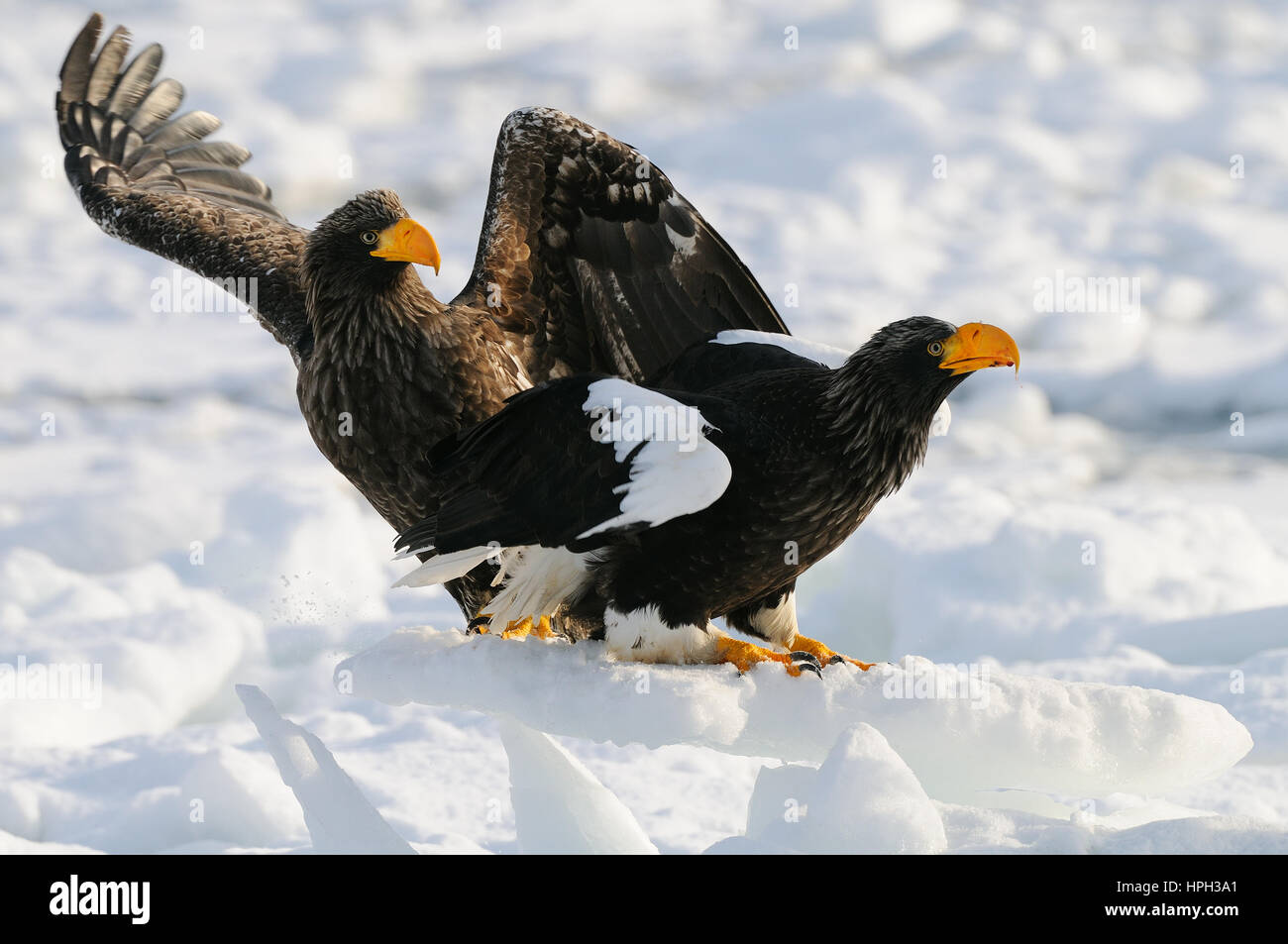 Stellers Sea Eagles on the floating ice of Nemuro Strait a few miles ...