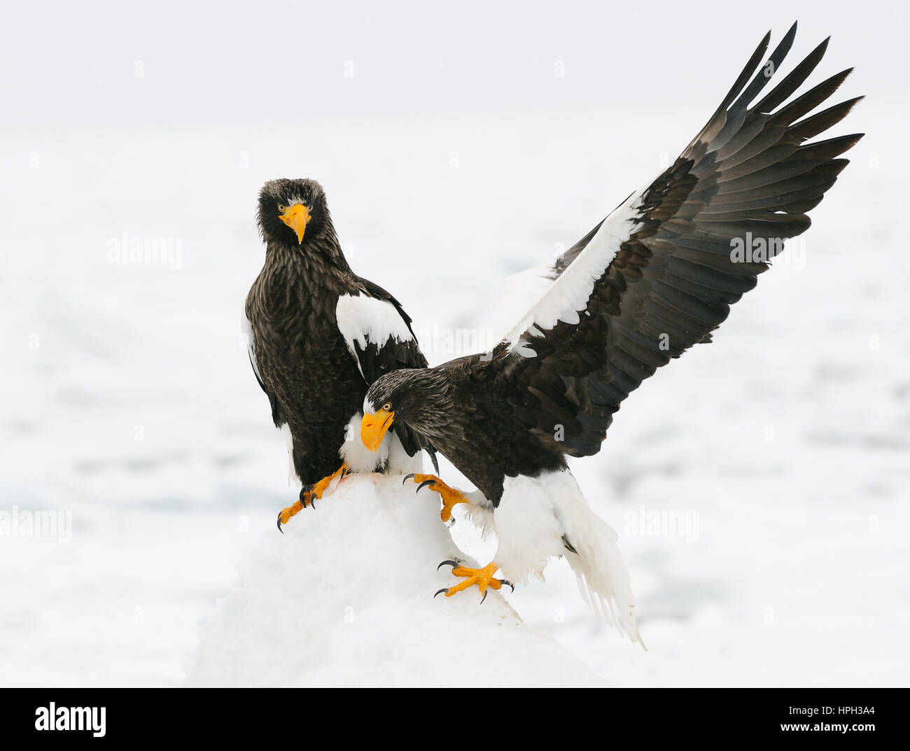 Stellers Sea Eagles on the floating ice of Nemuro Strait a few miles ...