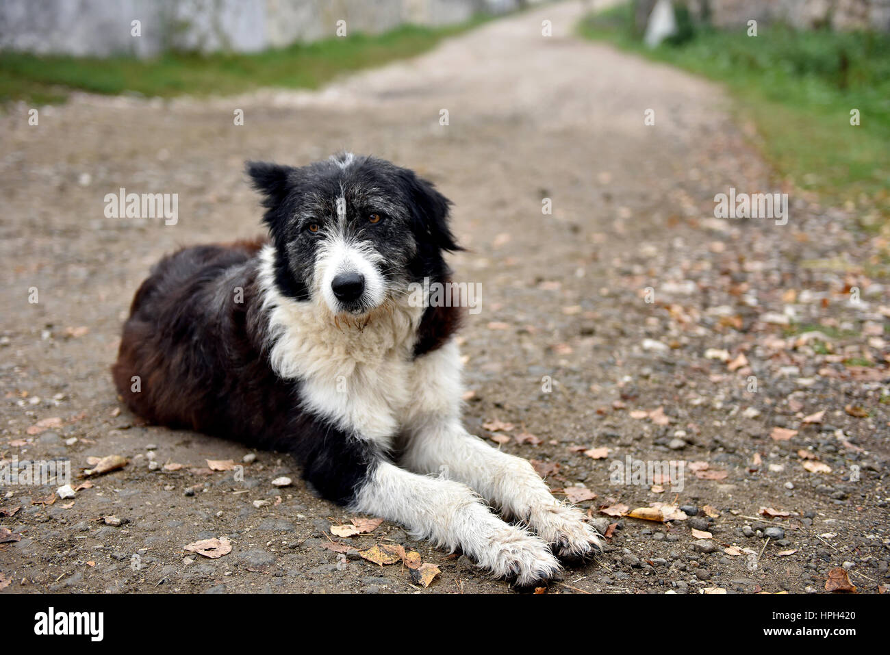 Abandoned, sad, homeless stray dog laying on the street Stock Photo - Alamy