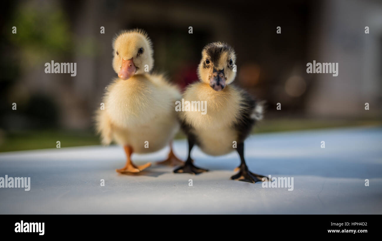 Family pet duck hi-res stock photography and images - Alamy