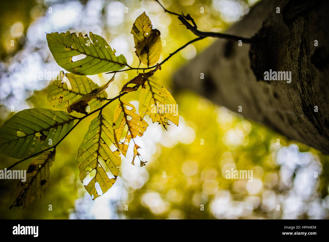 Lake in Fall Stock Photo - Alamy